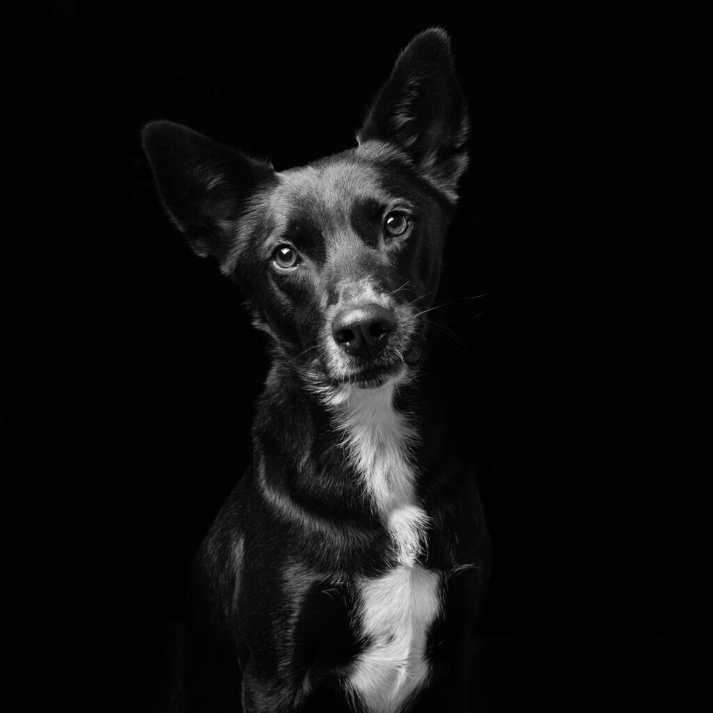 Overlooked Black Rescue Dogs Shine in Emotional Portraits - Feature Shoot