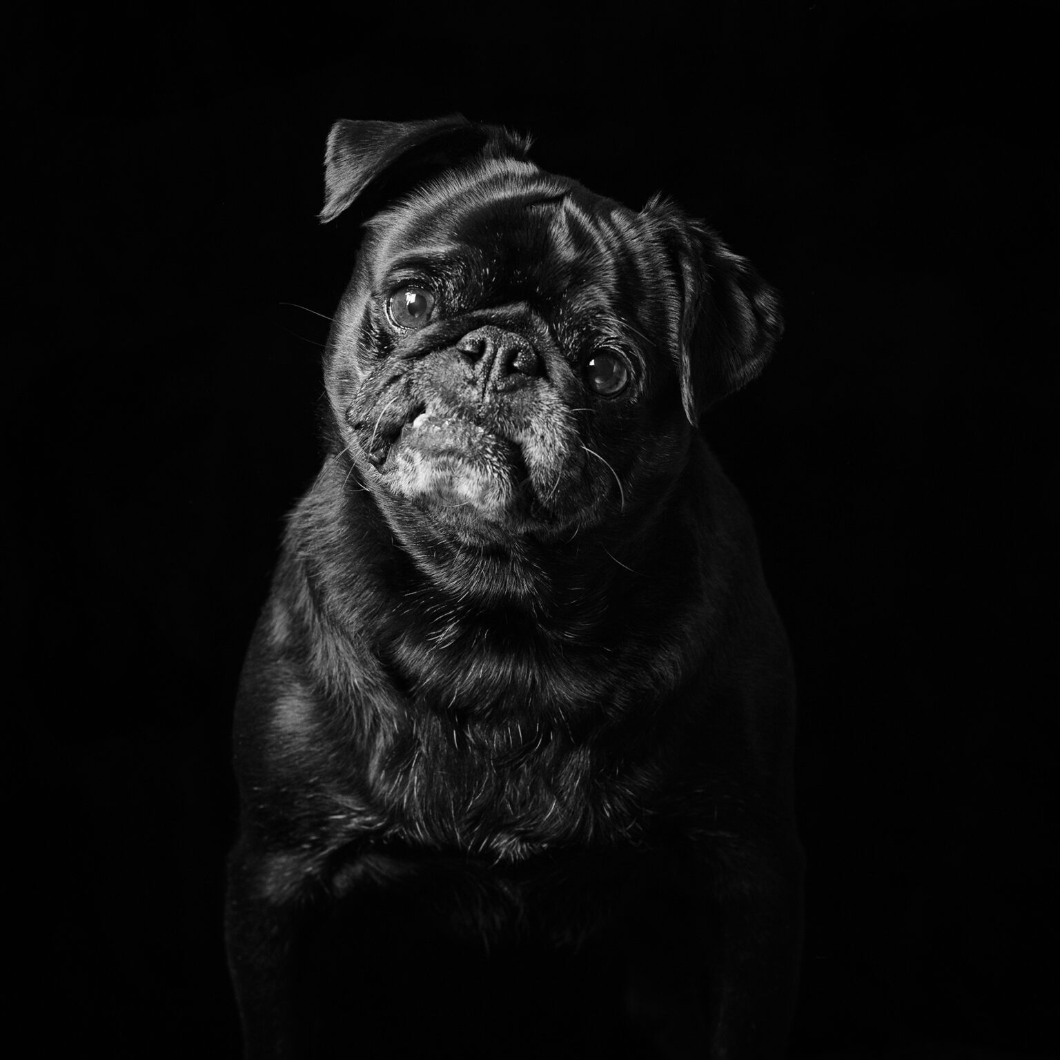 Overlooked Black Rescue Dogs Shine in Emotional Portraits - Feature Shoot