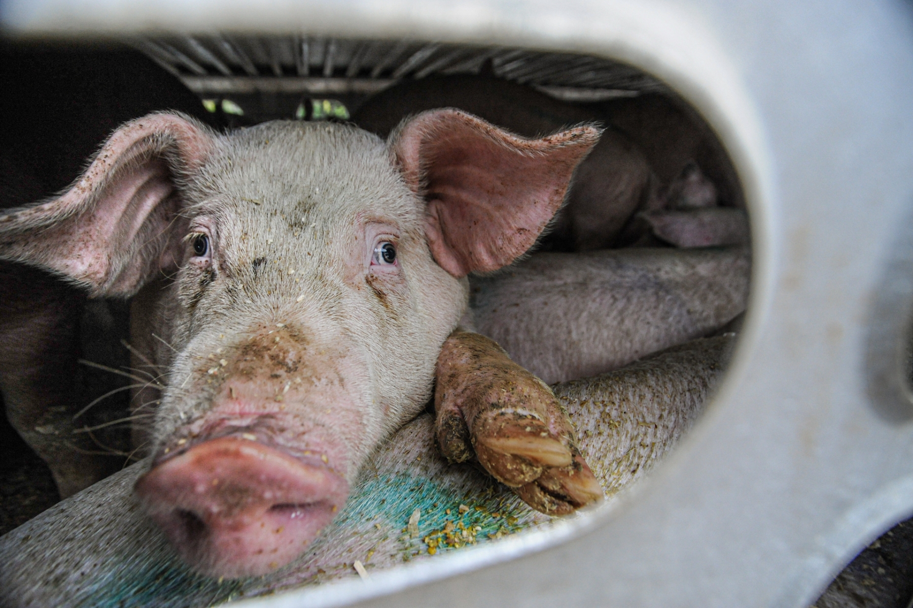 A Photojournalist Teaches Us How To Make The World Better For Animals a-photojournalist-teaches-us-how-to-make-the-world-better-for-animals