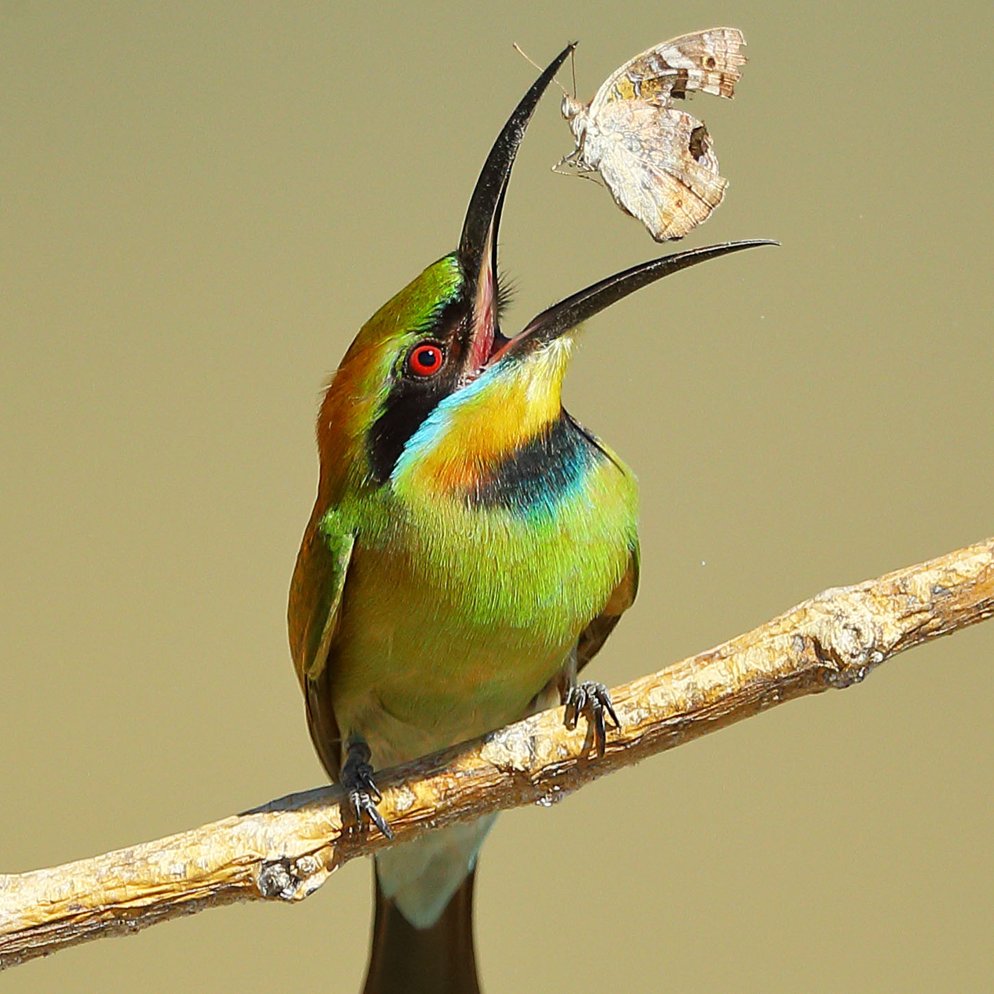The BirdLife Australia Photography Awards Celebrates Conservation ...