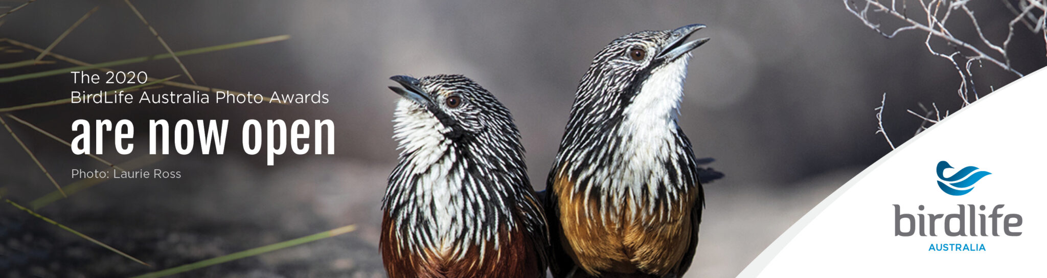 The BirdLife Australia Photography Awards Celebrates Conservation ...