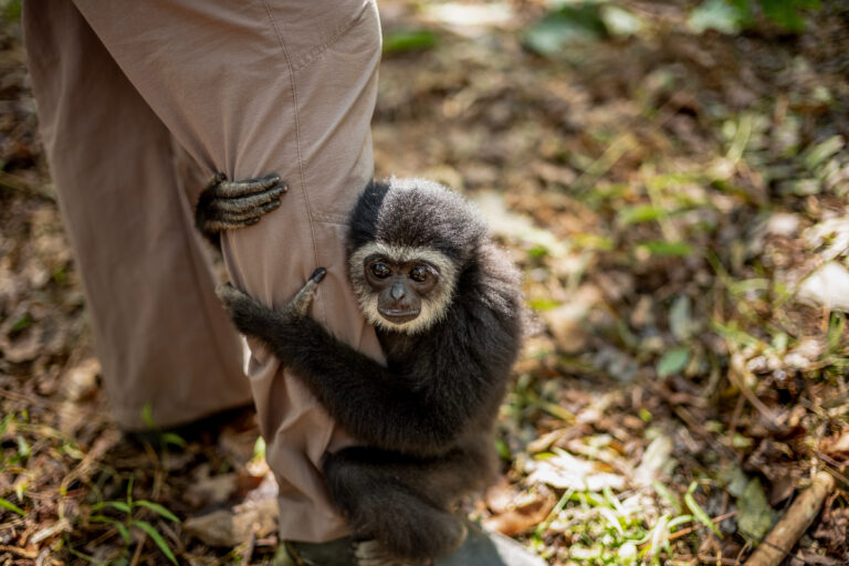 Meet the Woman Risking Her Life to Protect the Endangered Gibbon ...