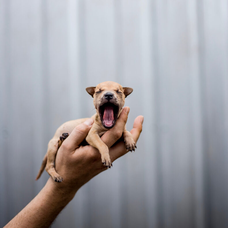 Soi Dog Archives - Feature Shoot