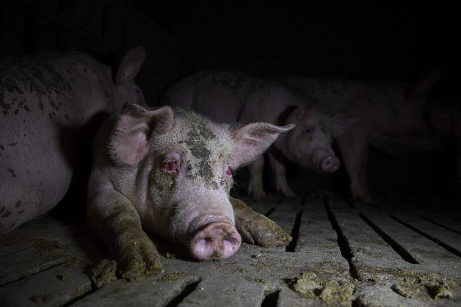 A Photographer Exposes the Unbearable Cruelty of Pig Farming - Feature ...