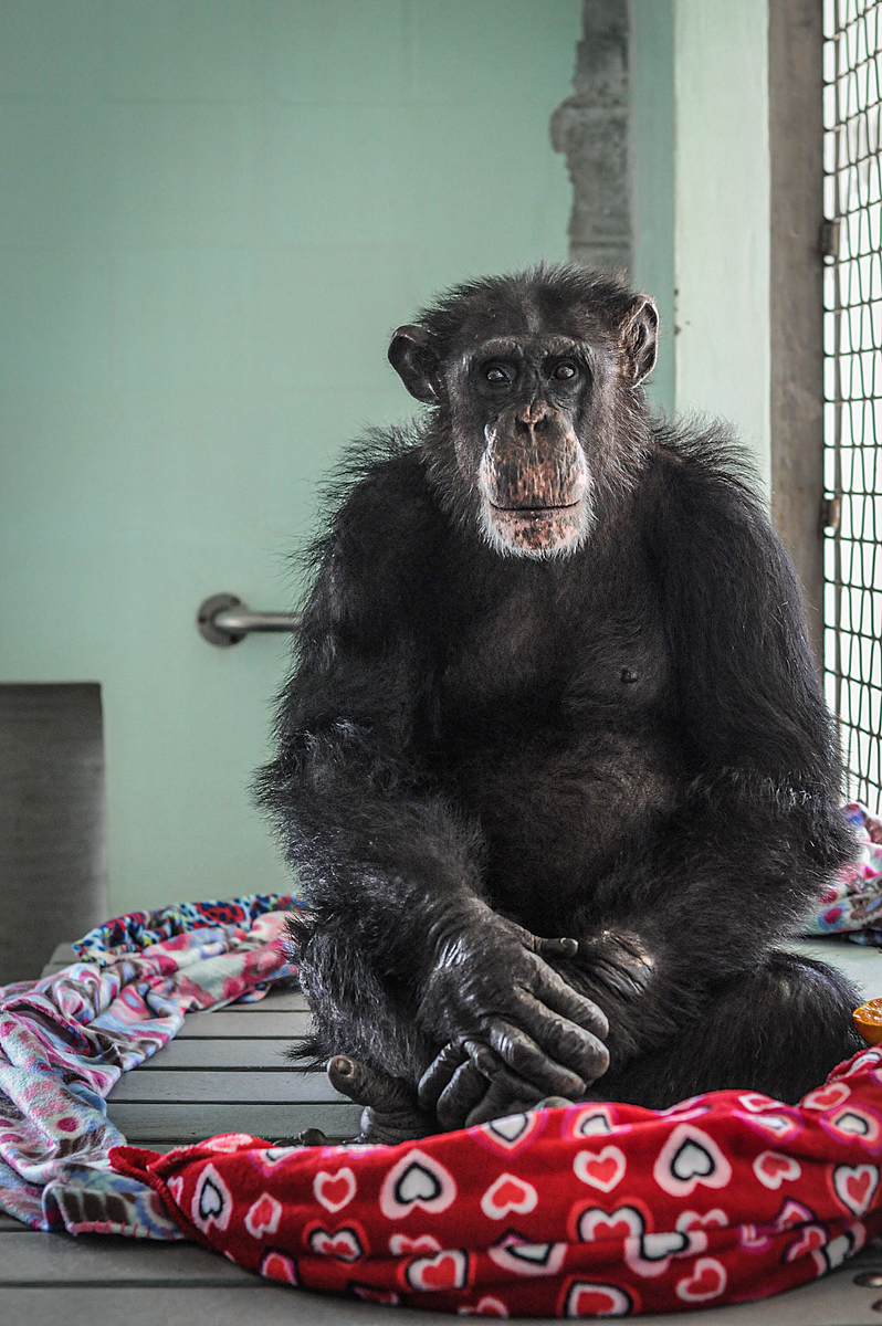 A Photographer Meets Chimpanzees Saved from Research Laboratories