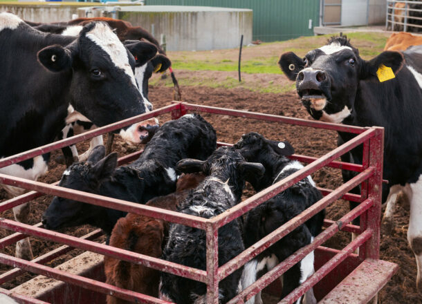 Ellyn Kail, Author at Feature Shoot