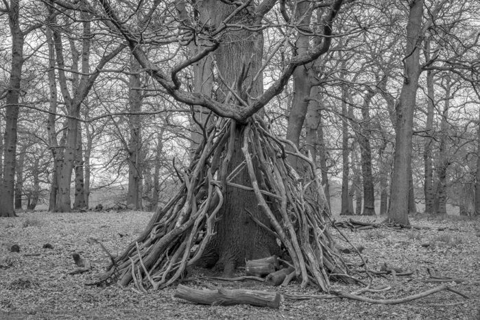 The Unexpected Architectural Beauty of Woodland Dens - Feature Shoot
