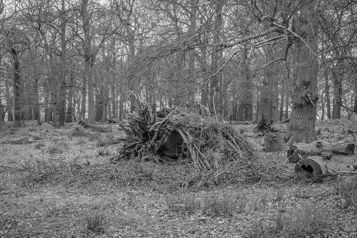 The Unexpected Architectural Beauty of Woodland Dens - Feature Shoot