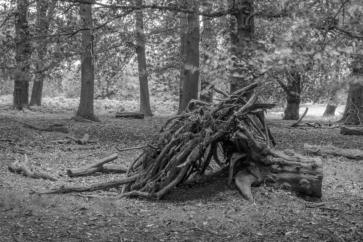The Unexpected Architectural Beauty of Woodland Dens - Feature Shoot