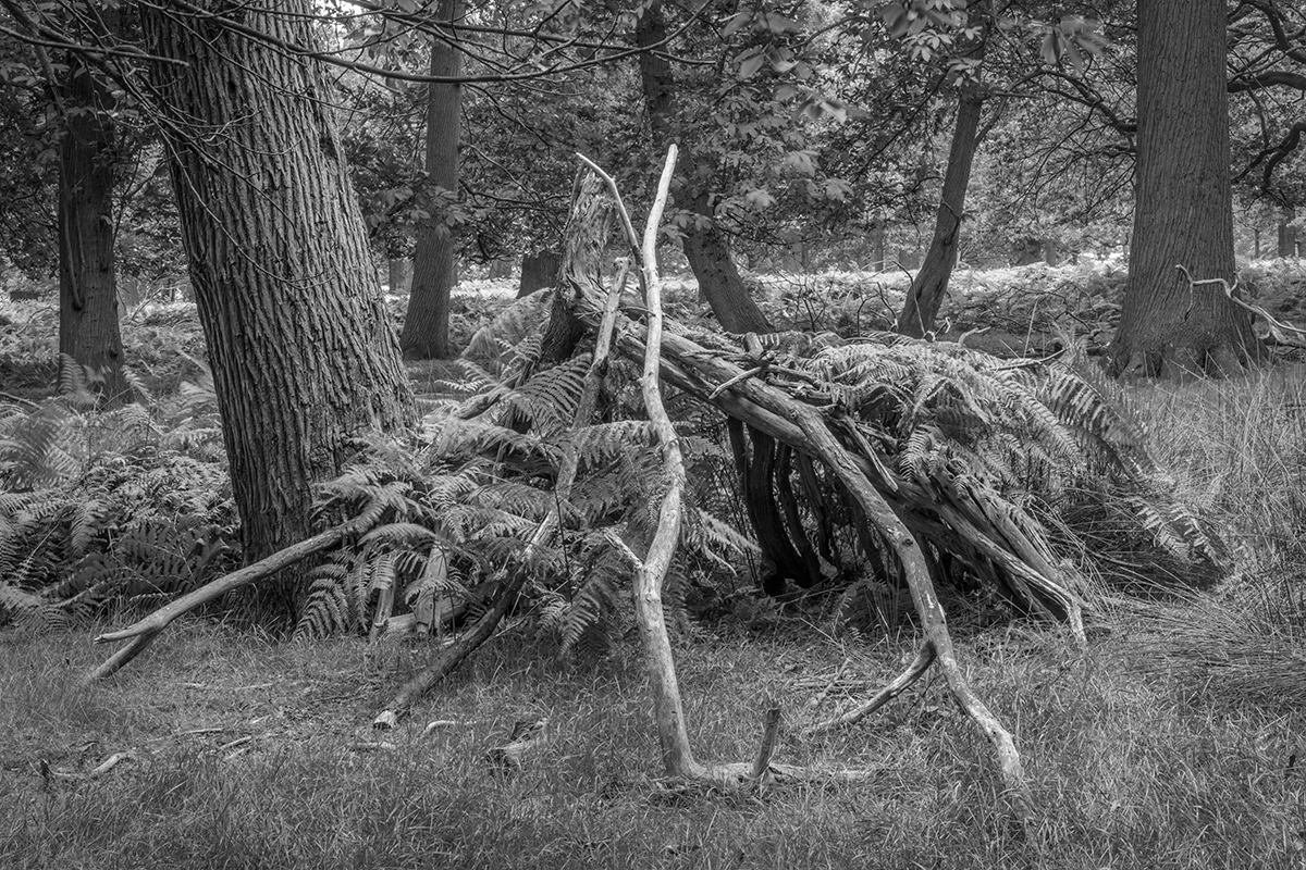 The Unexpected Architectural Beauty of Woodland Dens - Feature Shoot