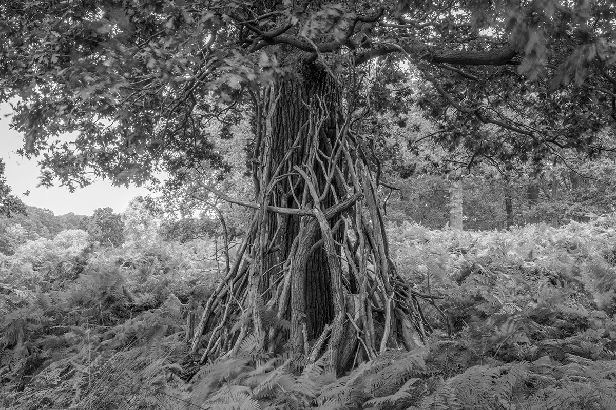 The Unexpected Architectural Beauty of Woodland Dens - Feature Shoot