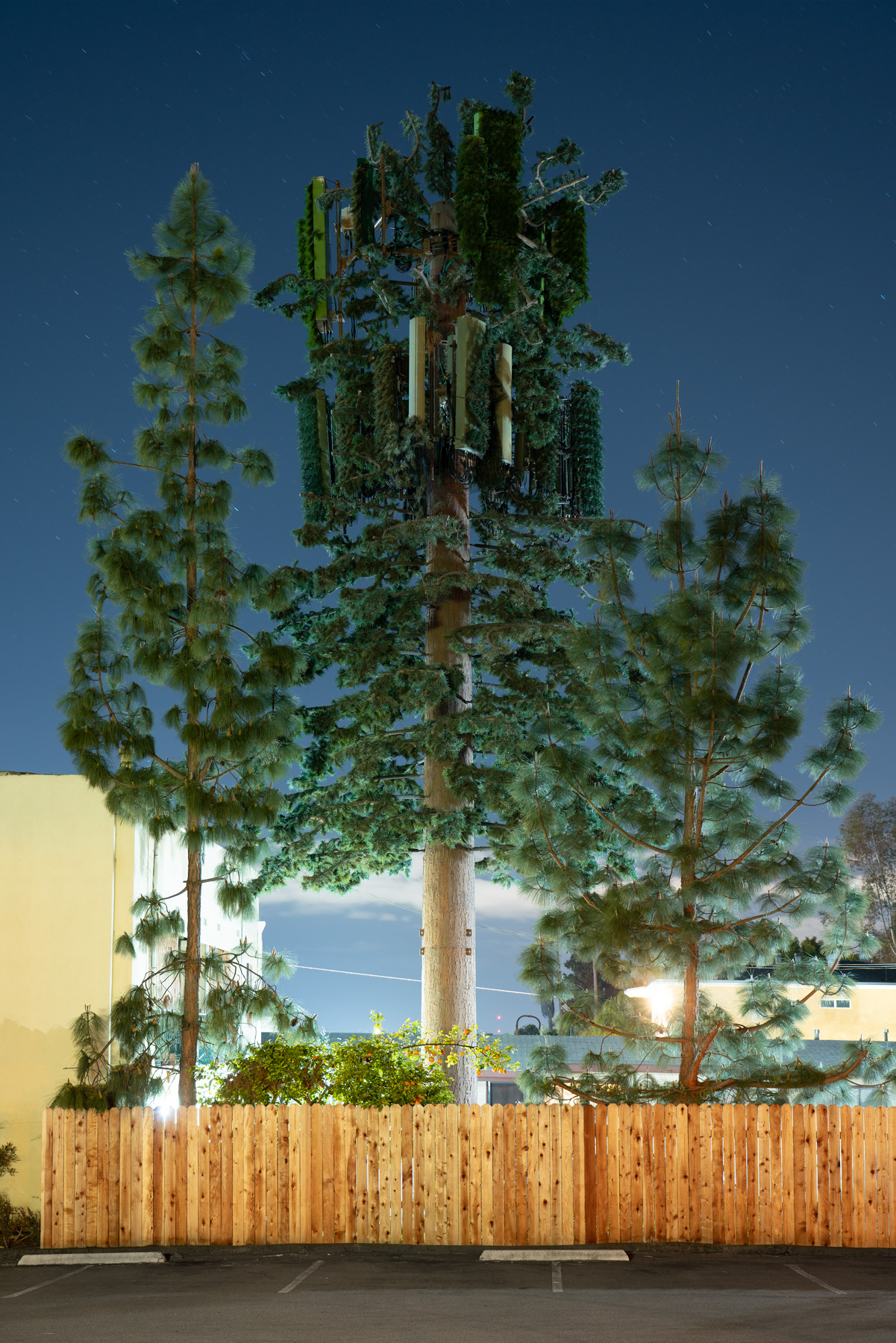These Cell Towers Disguised as Trees Are the Height of Absurdity - Feature Shoot