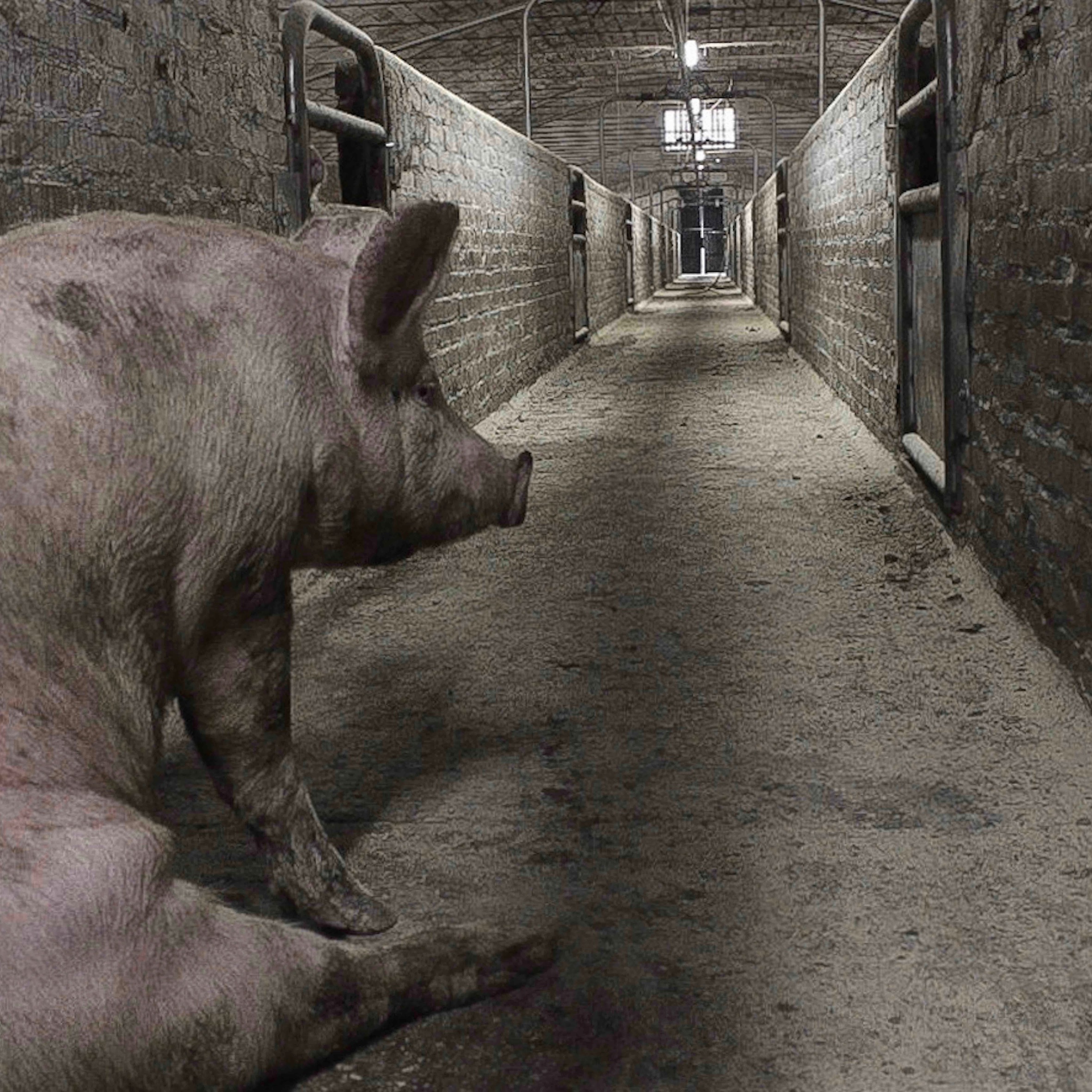 The Undercover Journalist Who Became a Vegan Farmer - Feature Shoot
