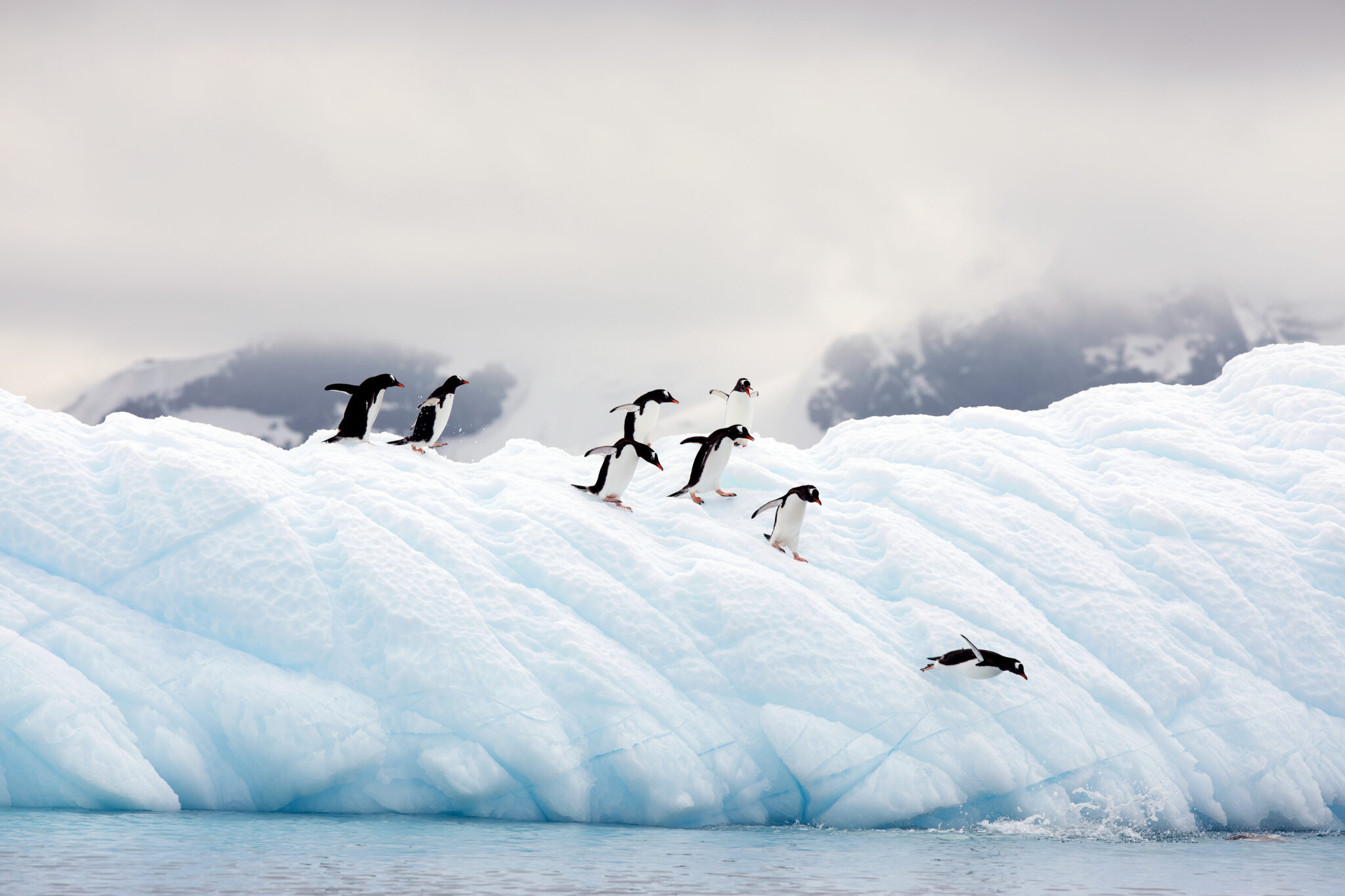 More Than 100 Photographers Are Making a Significant Difference for ...