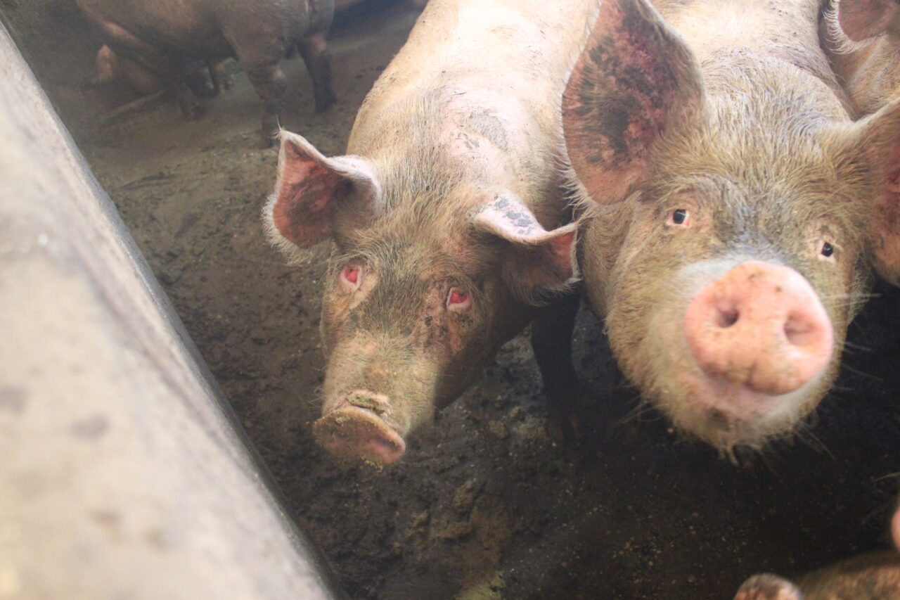 The Undercover Journalist Who Became a Vegan Farmer - Feature Shoot