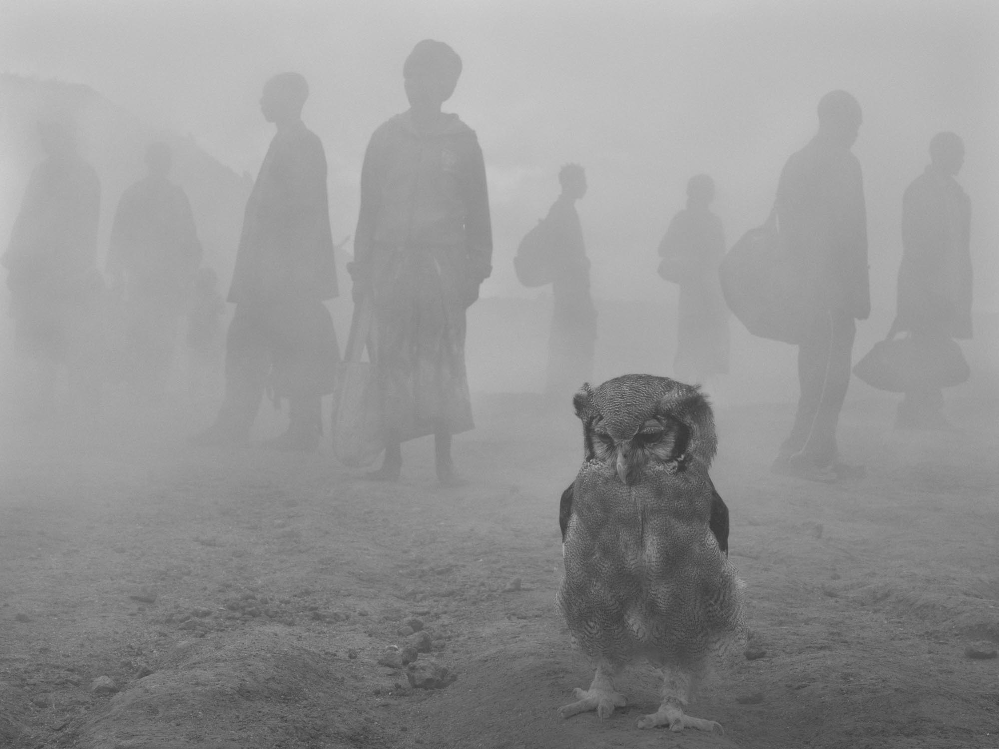 Nick Brandt and Jo-Anne McArthur On Photography and Creating Change for ...