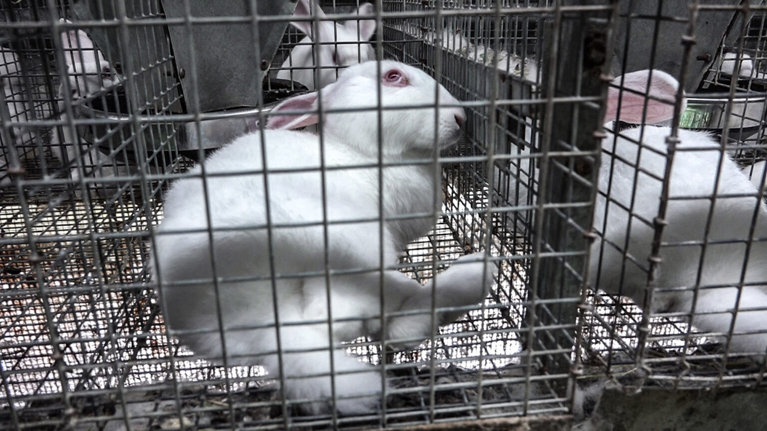 The Undercover Journalist Who Became a Vegan Farmer - Feature Shoot