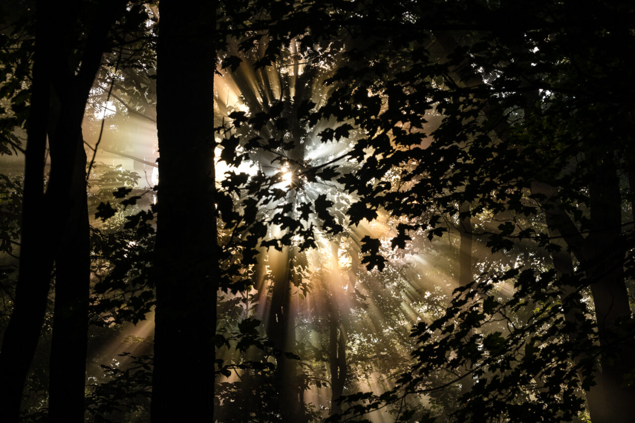 This Overlooked But Magical Kentucky Forest Deserves Our Protection ...