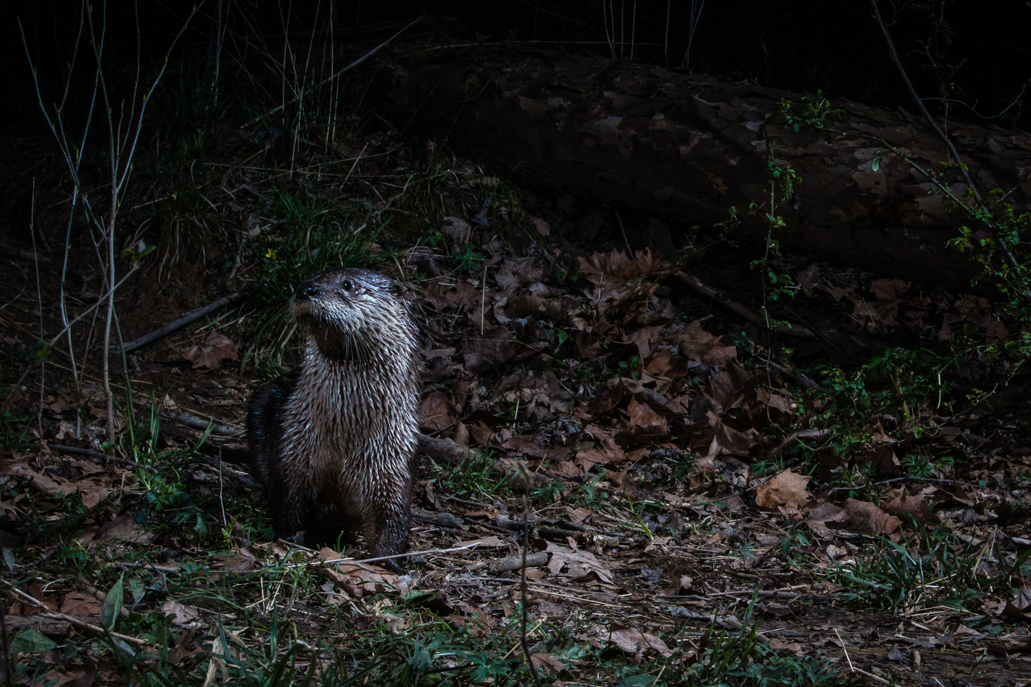 This Overlooked But Magical Kentucky Forest Deserves Our Protection ...