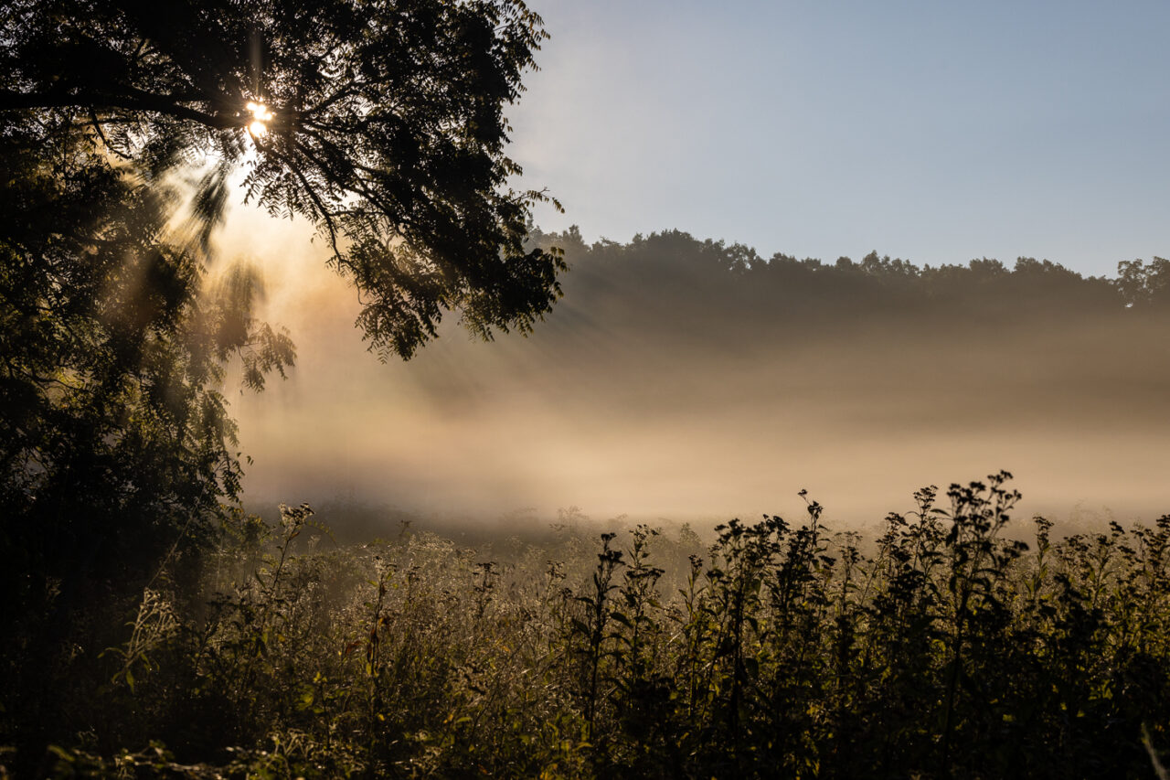 This Overlooked But Magical Kentucky Forest Deserves Our Protection ...