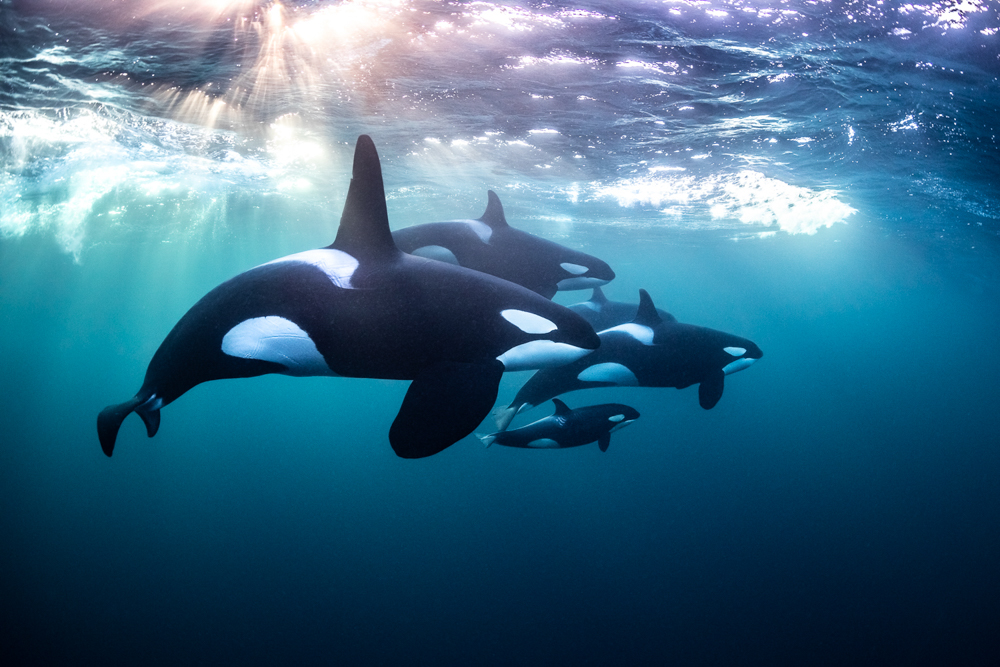 Orca Photography: One Man's Encounters with the Elusive Whale