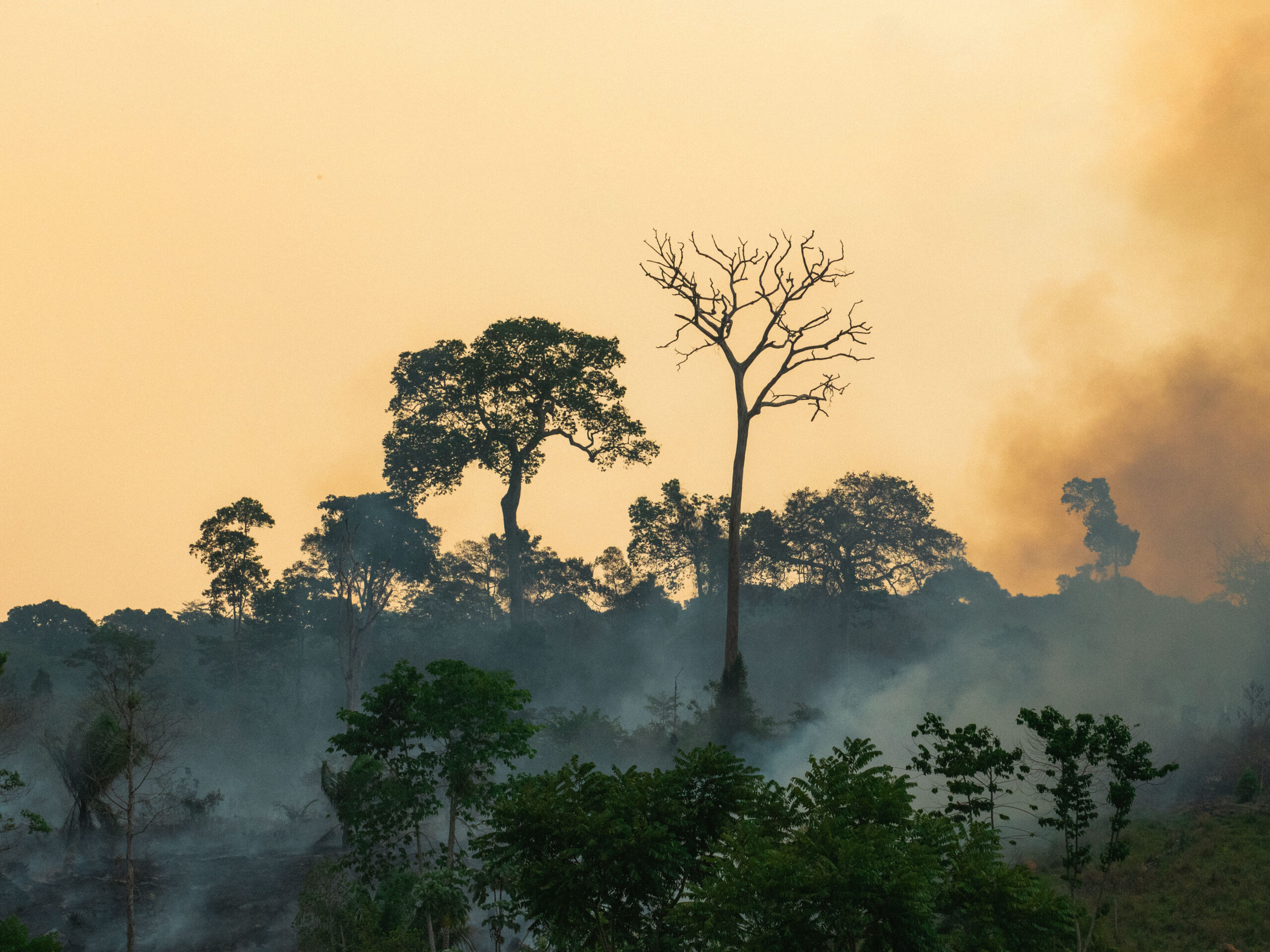 A Photo Collection Supports Reforestation in the Amazon